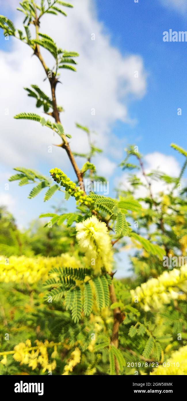 Pine tree hd wallpaper hi-res stock photography and images - Alamy