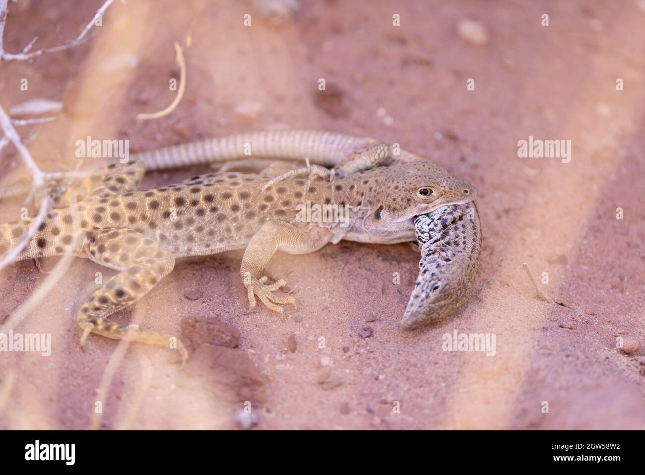 Long-nosed Leopard Lizard eating a Plateau Tiger Whiptail, Marble Canon ...