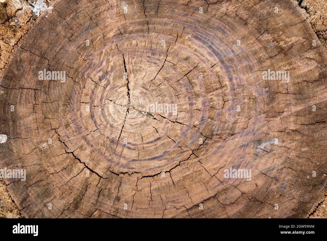 Cut Wooden Texture For Background Stock Photo - Alamy