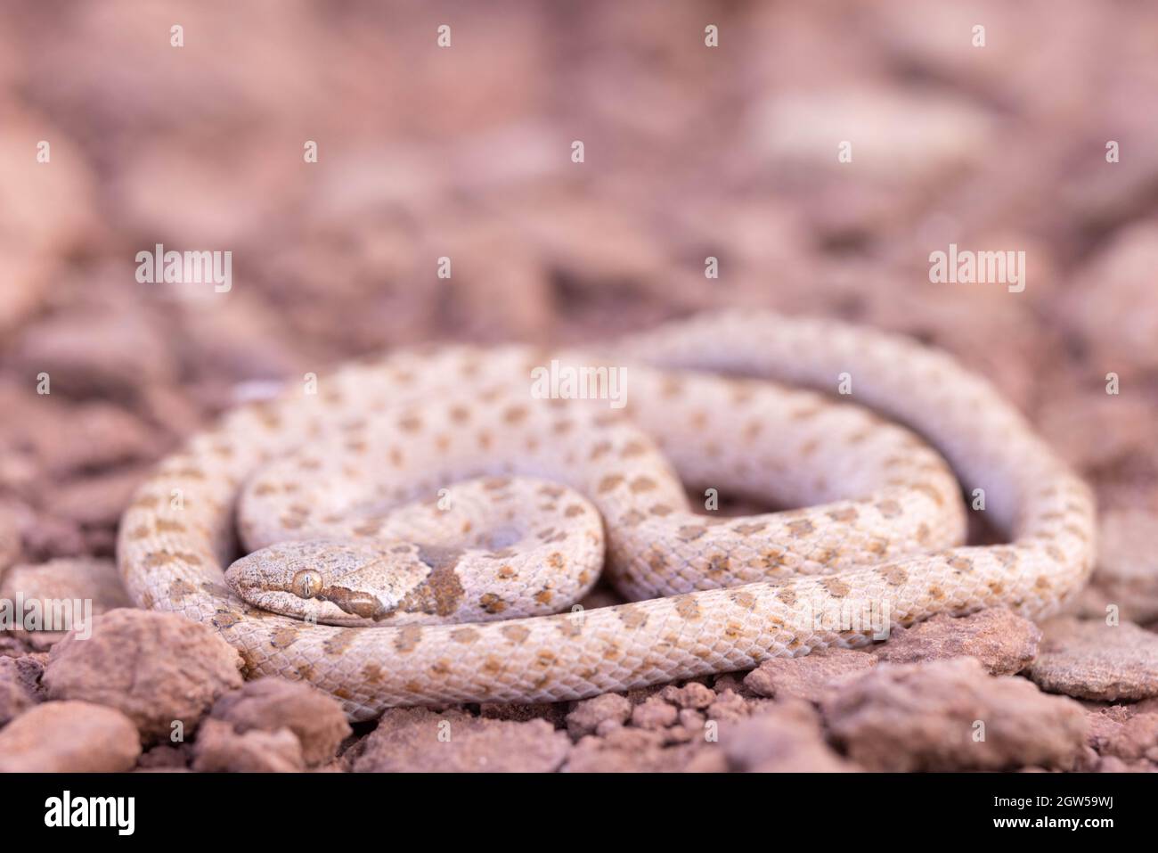 Desert Night Snake, Marble Canyon, Coconino county, Arizona, USA Stock ...