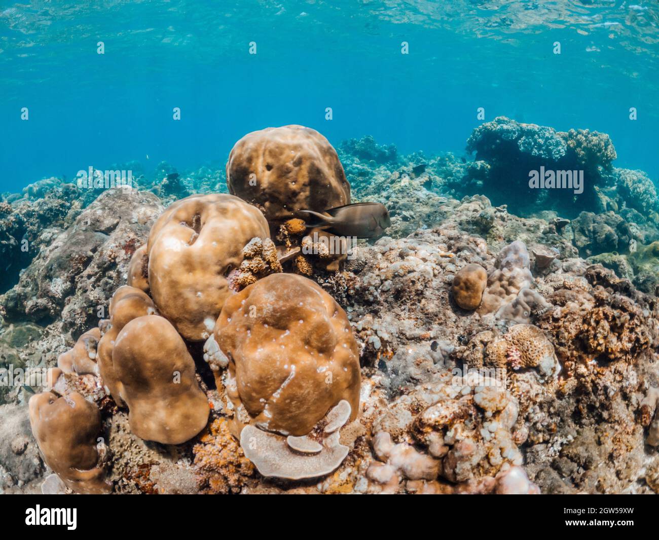 Lipah bali hi-res stock photography and images - Alamy