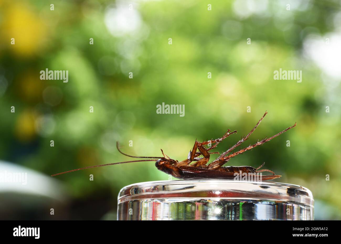 Cockroach plant hi-res stock photography and images - Alamy