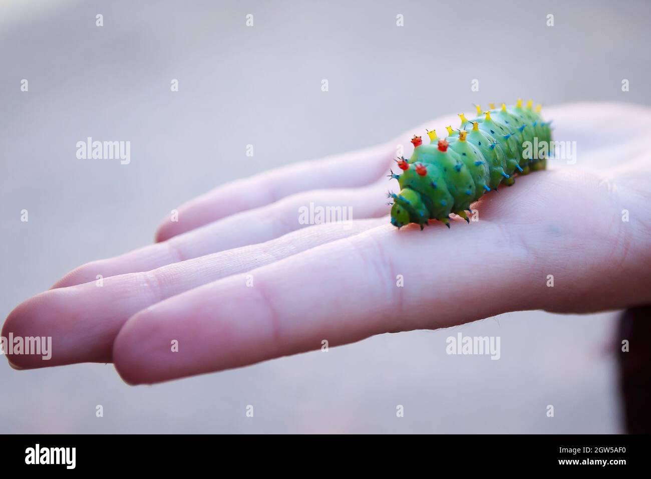 Hand holding caterpillar hi-res stock photography and images - Alamy