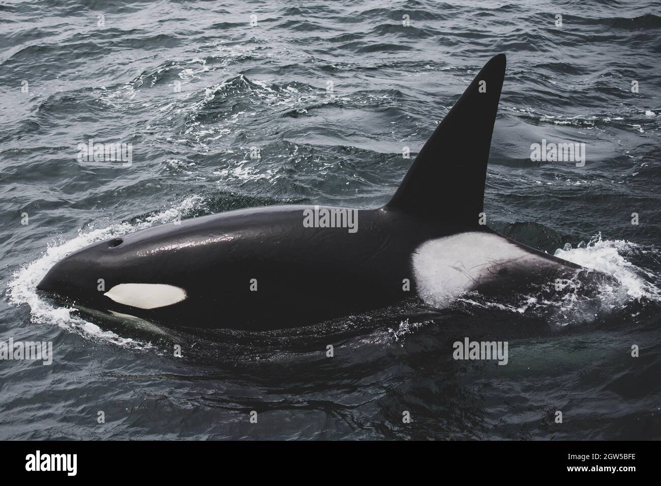 Orca aquatic animal hi-res stock photography and images - Alamy