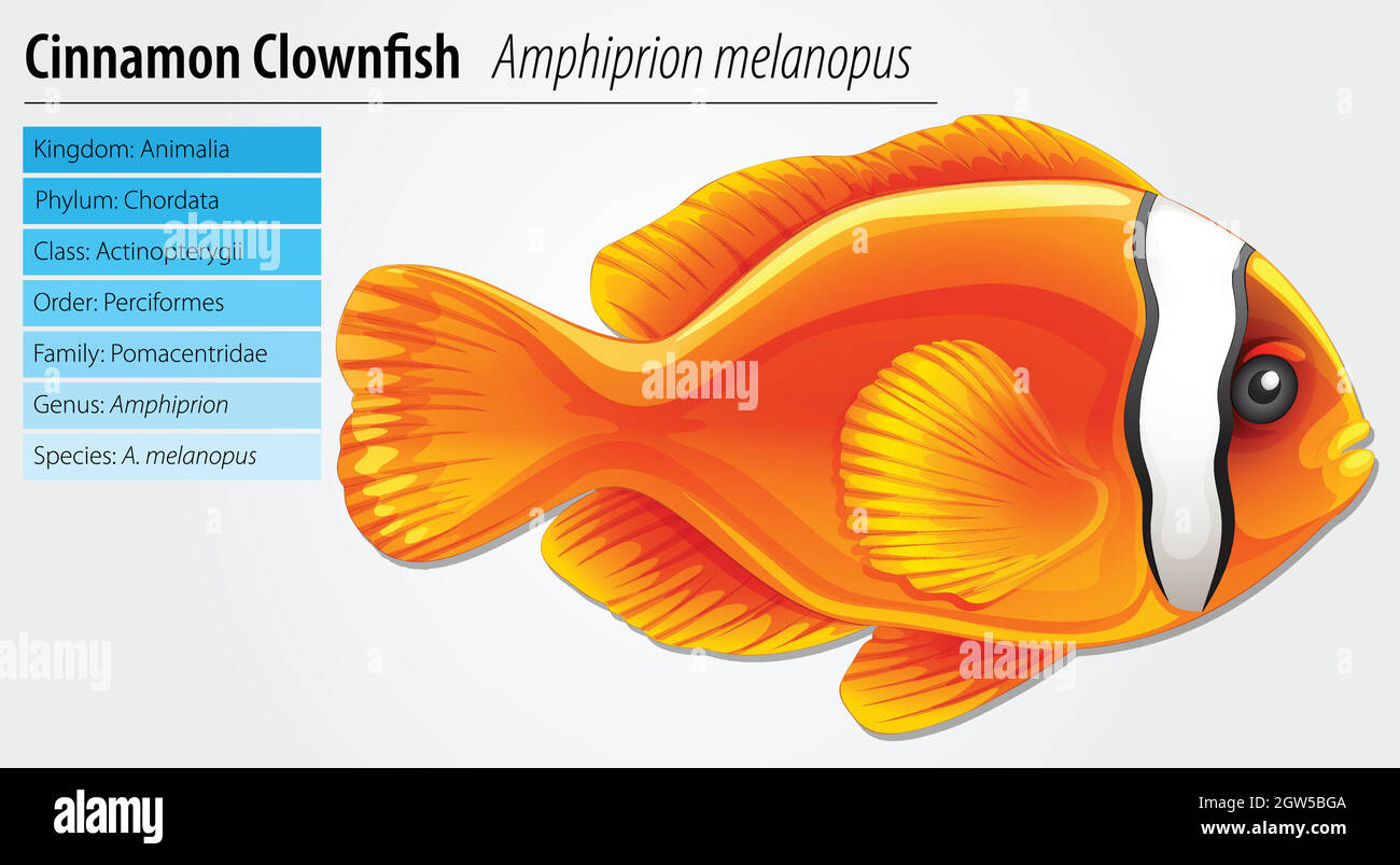 Clownfish amphiprion melanopus Stock Vector Images - Alamy