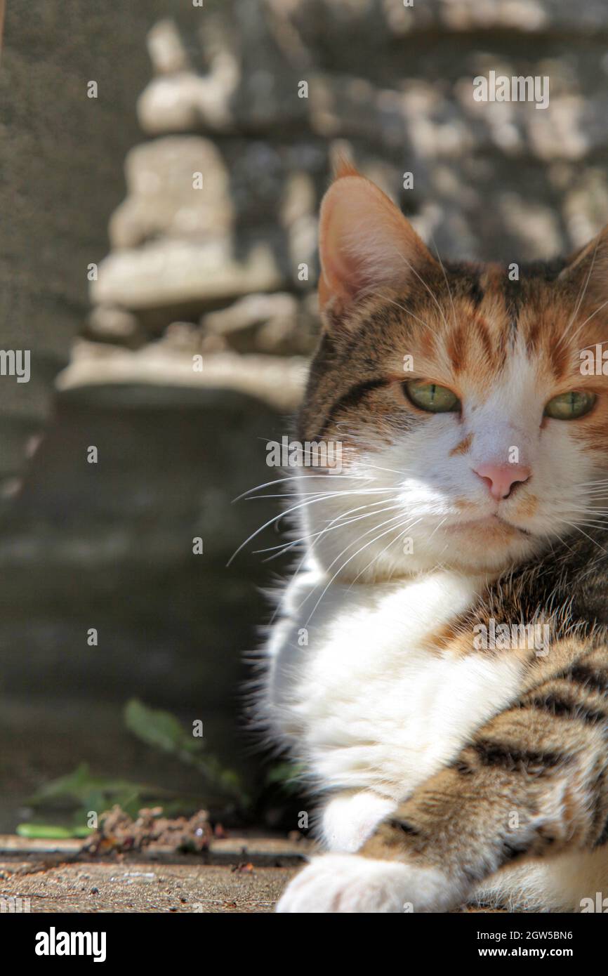 Miserable animals hi-res stock photography and images - Alamy