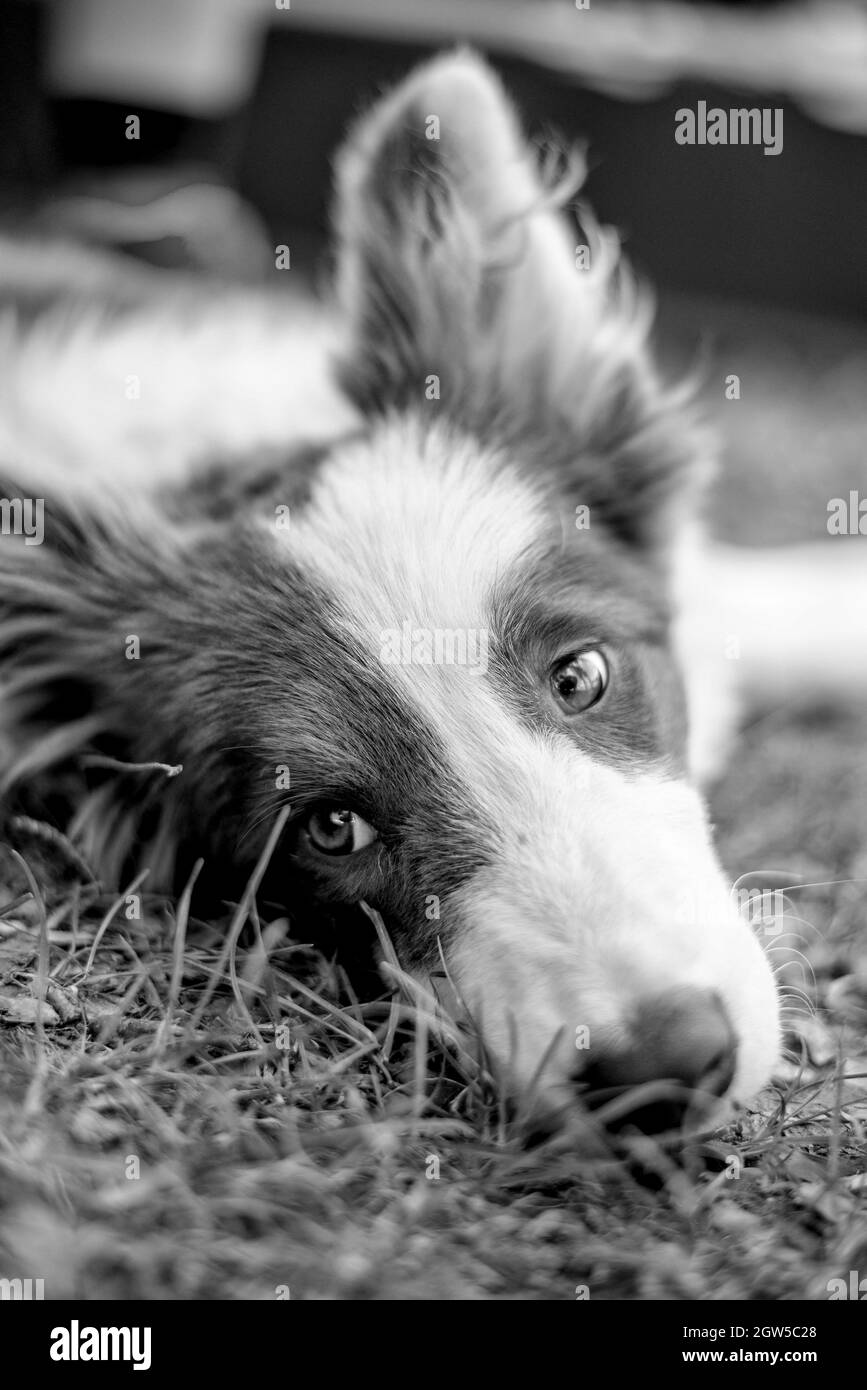Portrait border collie Black and White Stock Photos & Images - Alamy