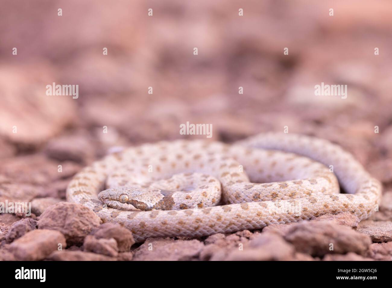 Desert Night Snake, Marble Canyon, Coconino county, Arizona, USA Stock ...