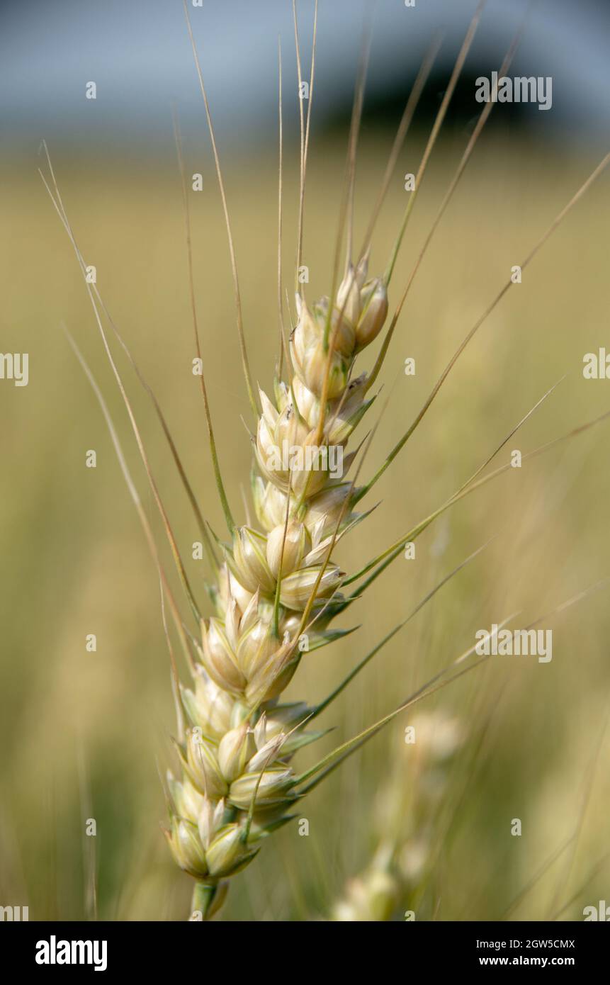 Rye grass seed head hi-res stock photography and images - Alamy
