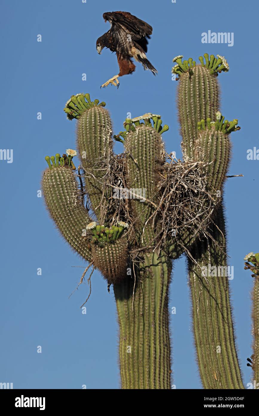 Harris's hawk (Parabuteo unicinctus), nestling about to leave nest in ...