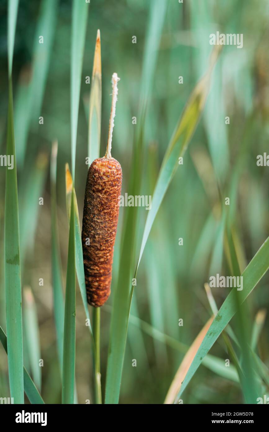 Reed gras hi-res stock photography and images - Alamy