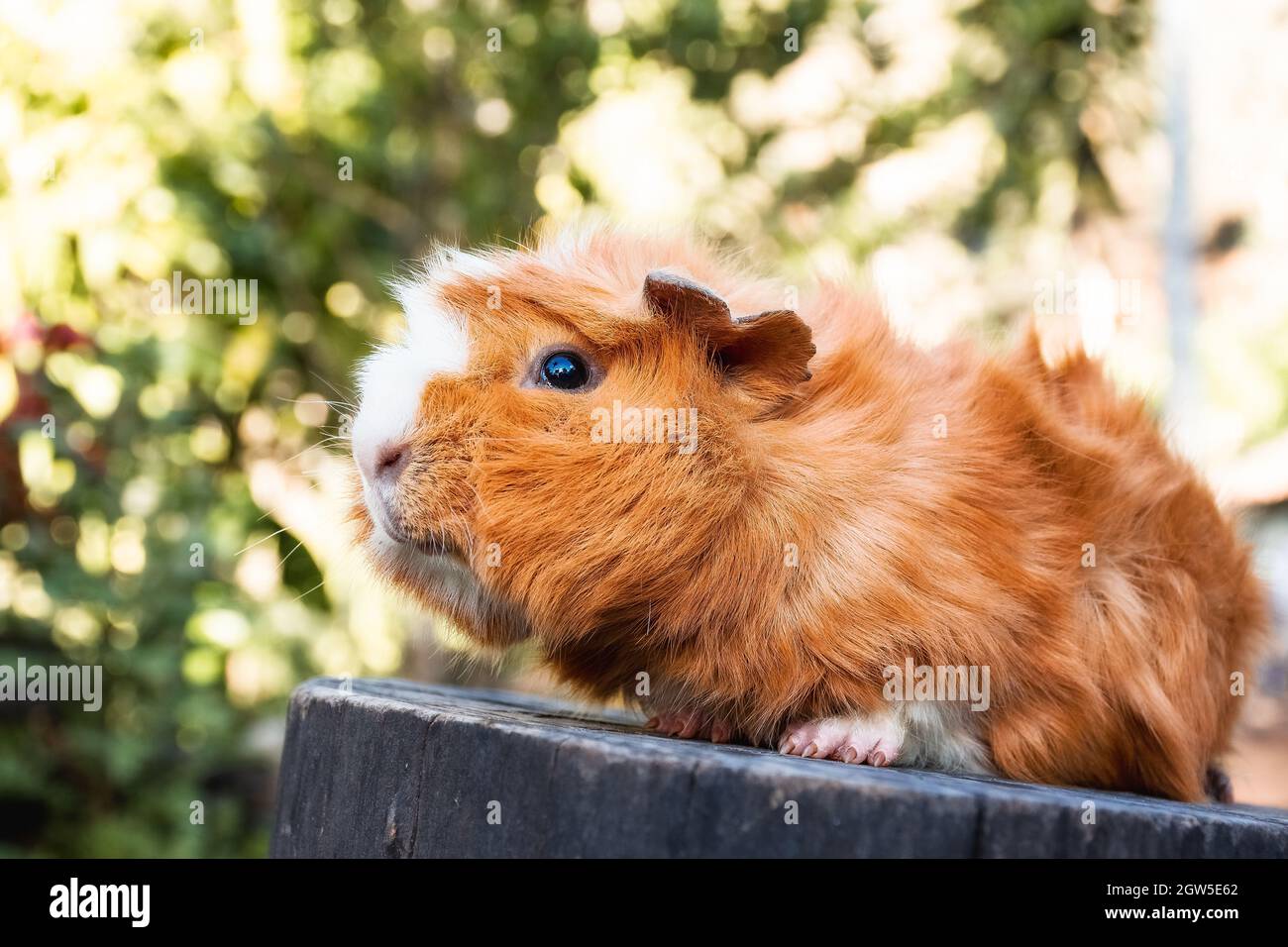 Cuy colombia hi-res stock photography and images - Alamy