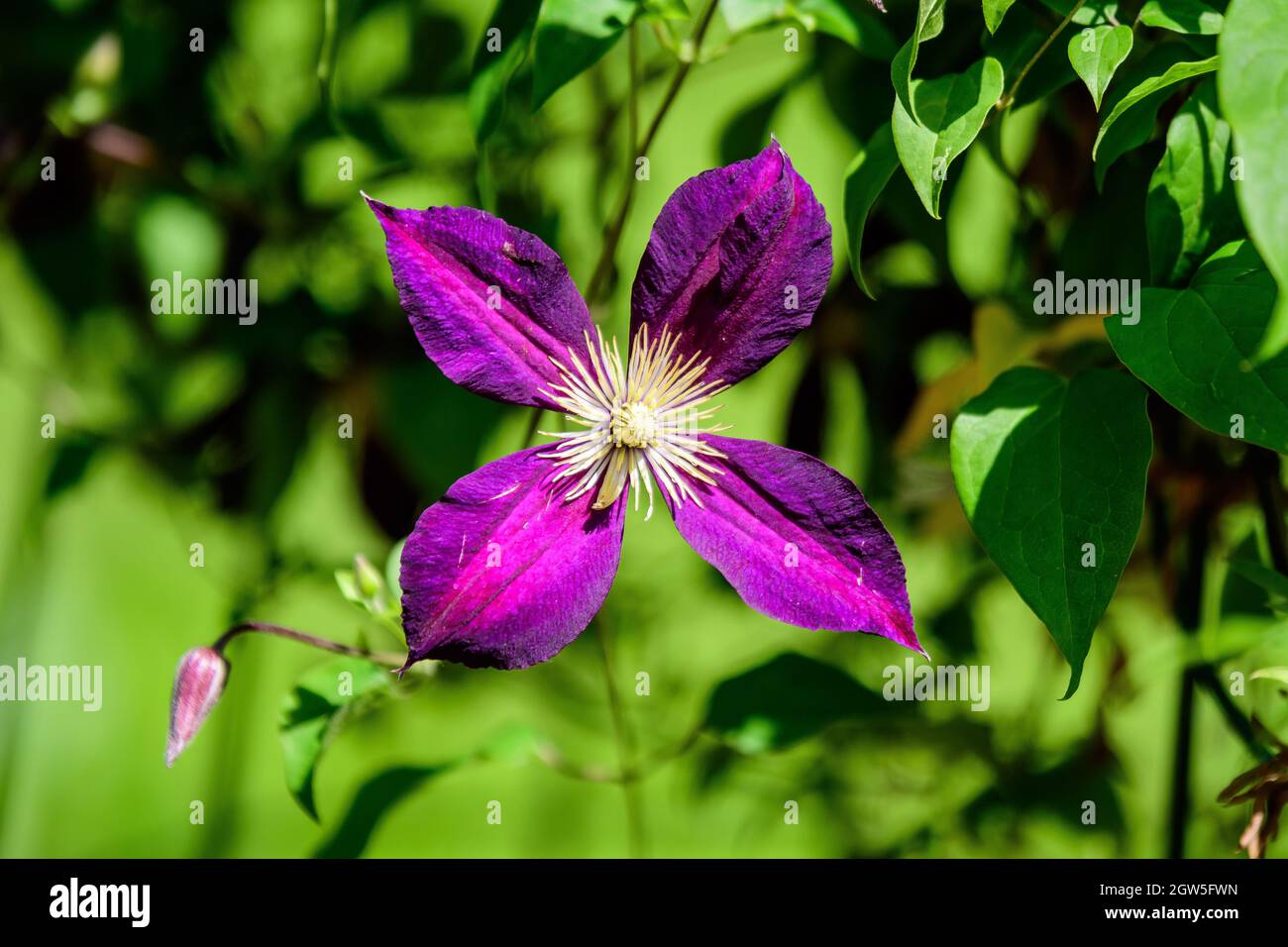 Clematis volcano hi-res stock photography and images - Alamy