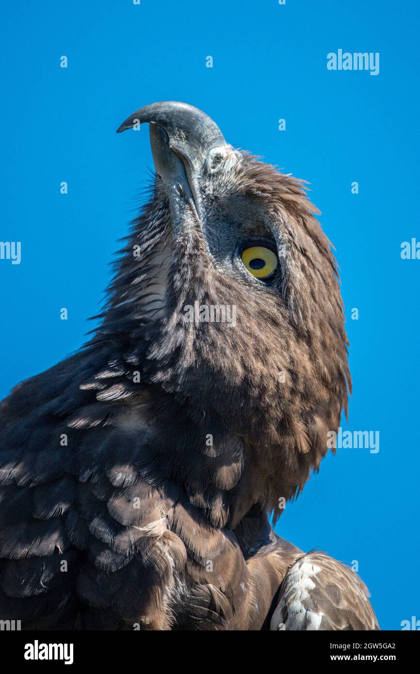 Sky pointing animal animals hi-res stock photography and images - Alamy