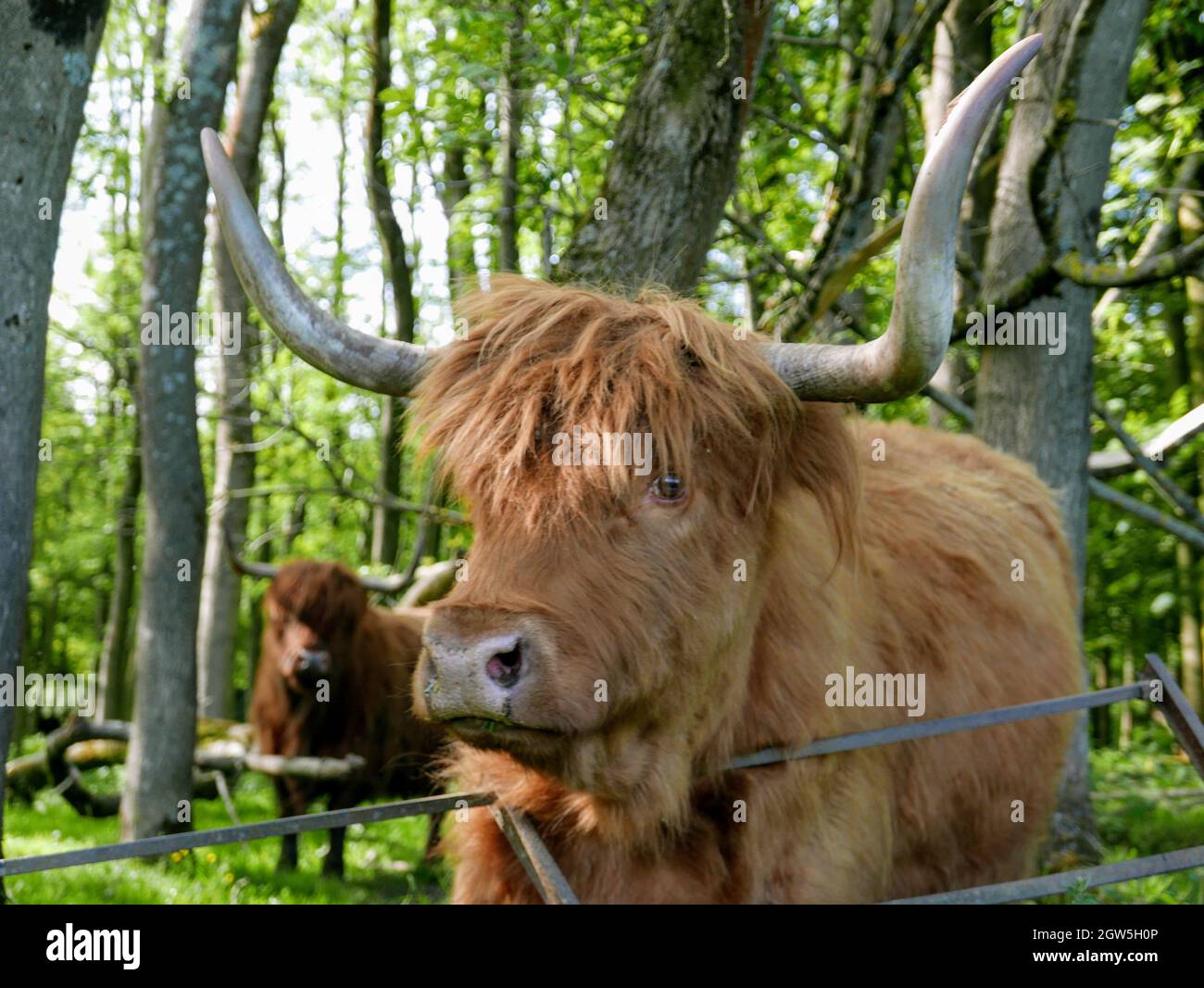 Pollock park cows glasgow hi-res stock photography and images - Alamy