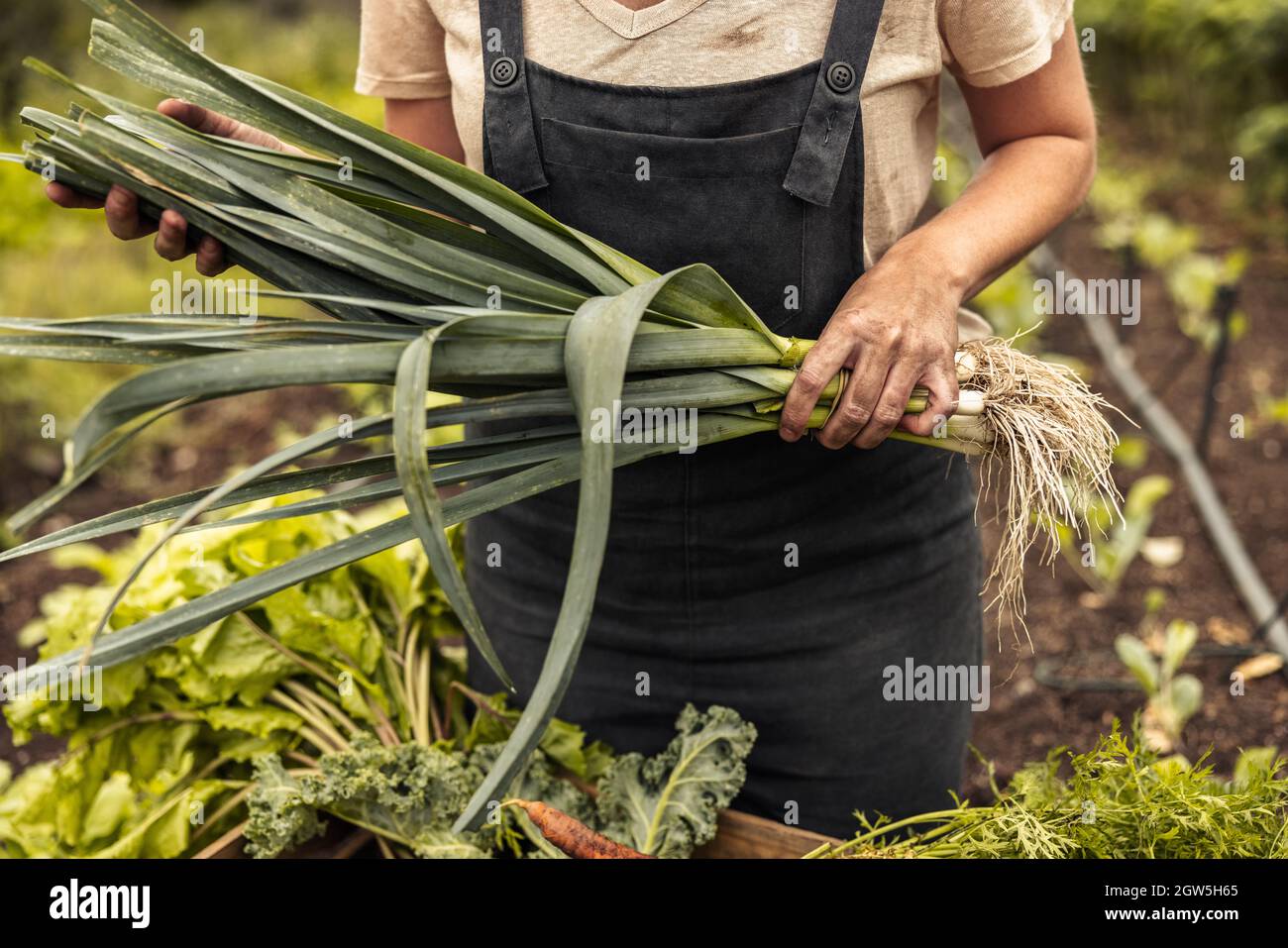 Woman holding fresh shallots in her vegetable garden. Self-sustainable ...