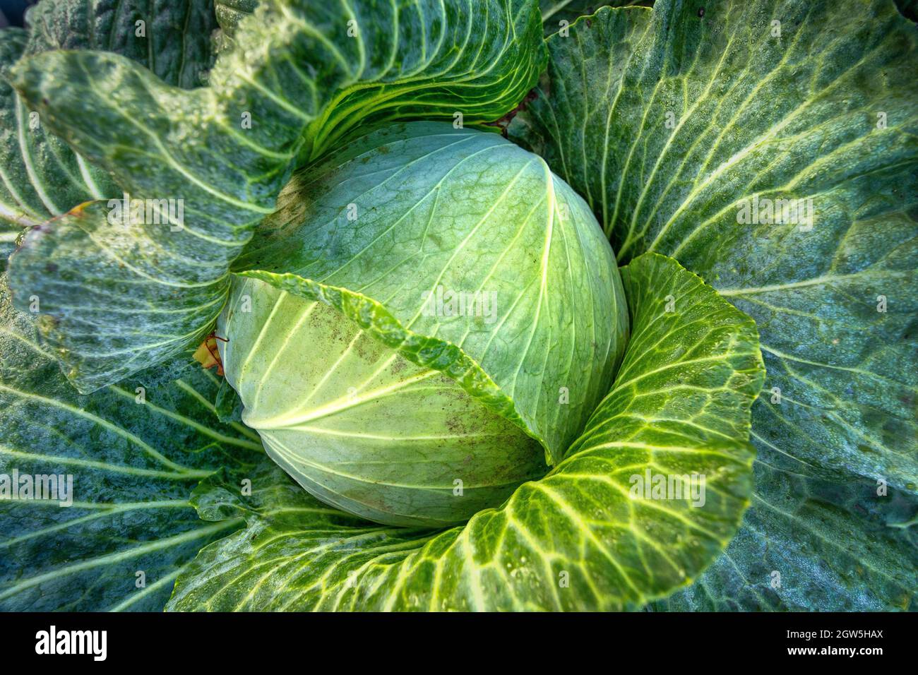 Cabbage, vegetarian food, natural green background. Young fresh cabbage ...