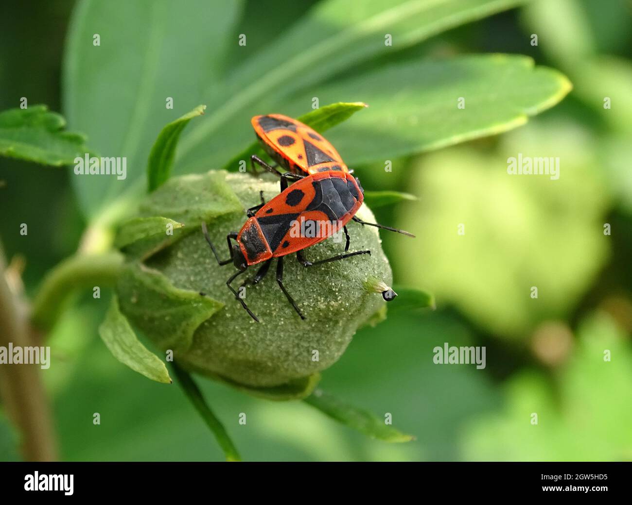 Hibiscus flower beetle hi-res stock photography and images - Alamy