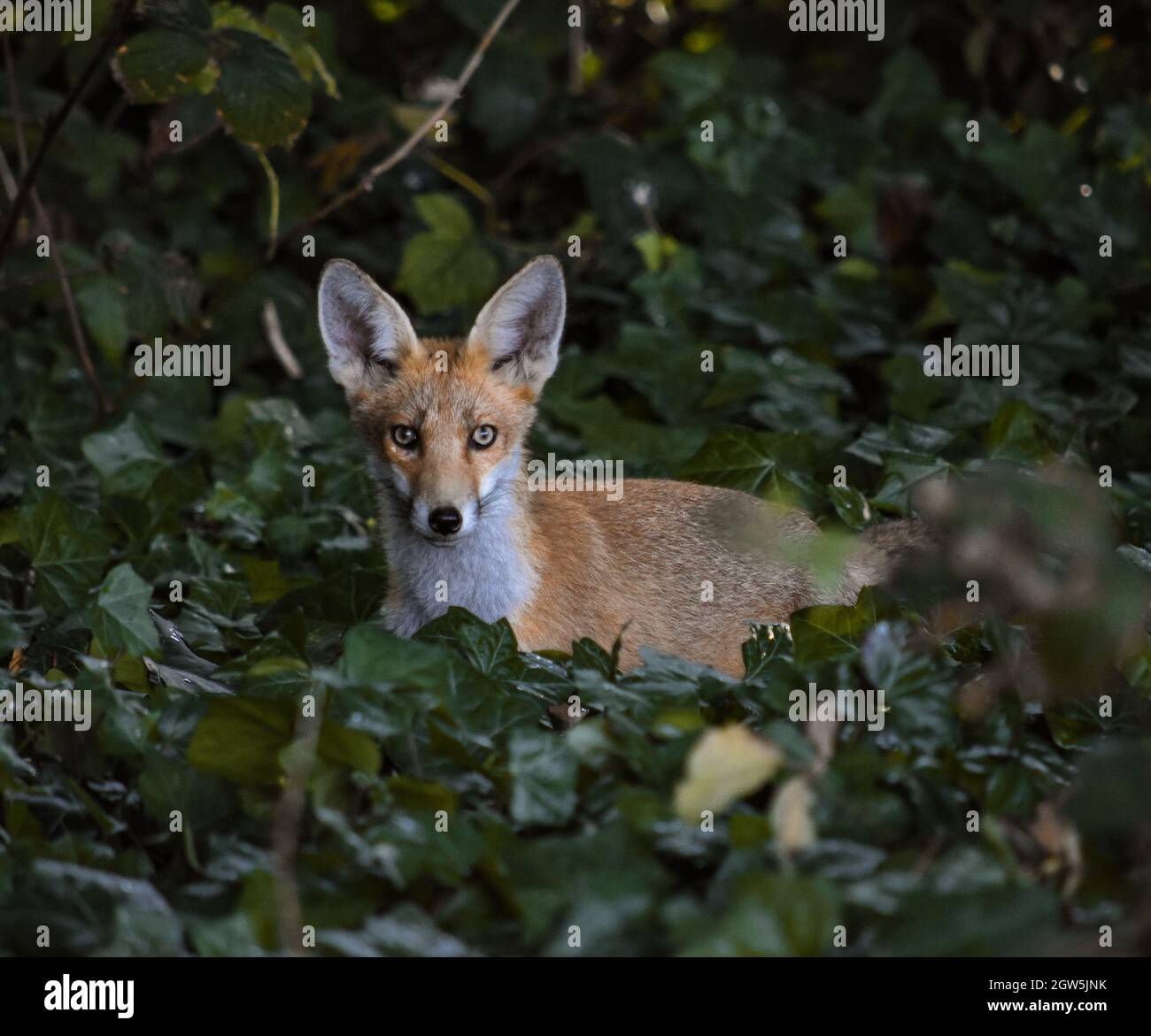 Red fox cub london hi-res stock photography and images - Alamy