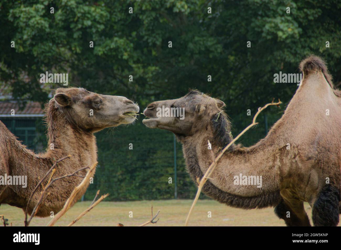 Camels in captivity hi-res stock photography and images - Alamy