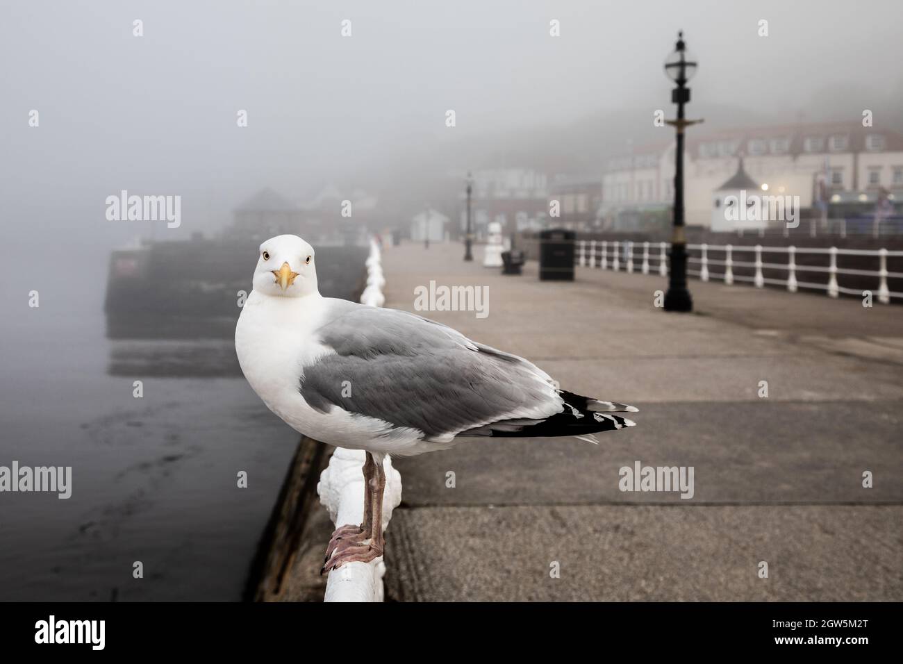 Focus on foreground whitby hi-res stock photography and images - Alamy