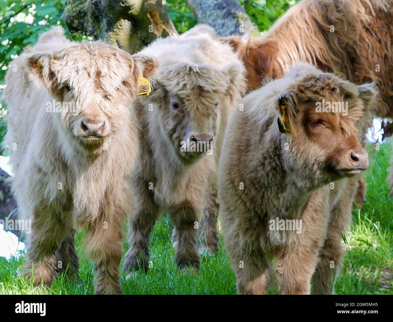 Pollock park cows glasgow hi-res stock photography and images - Alamy