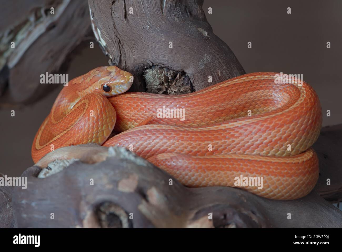 Great boa boa constrictor hi-res stock photography and images - Alamy