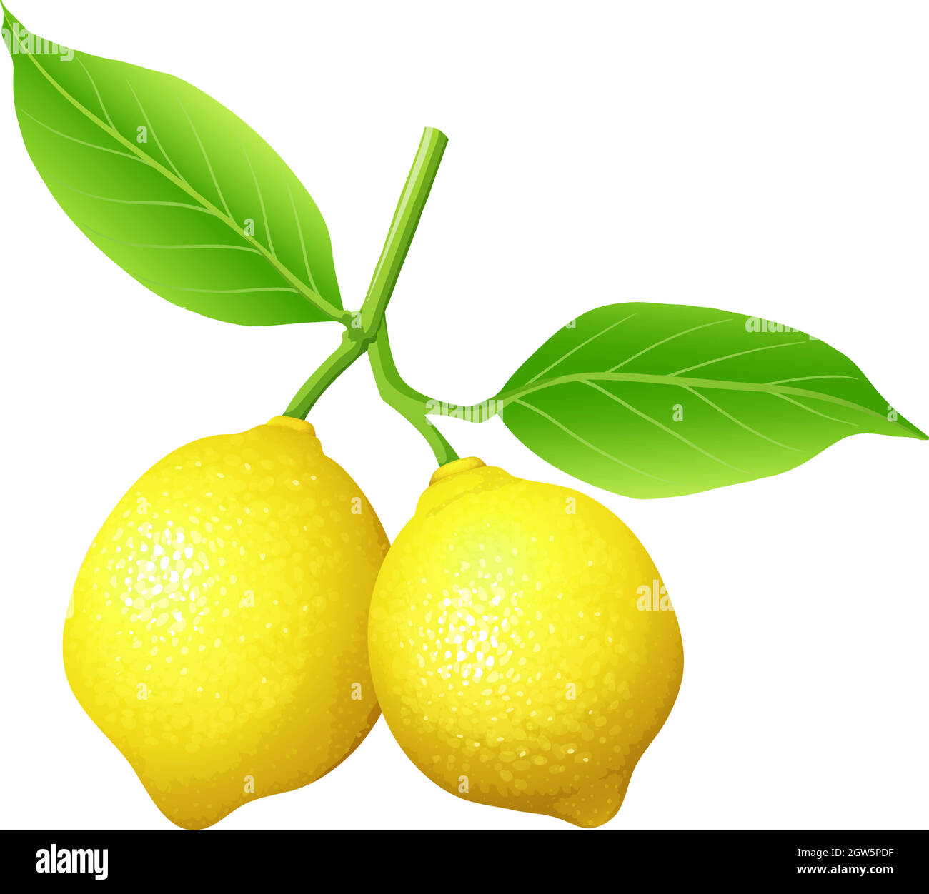 Yellow juicy lemon on Stock Vector Images - Alamy