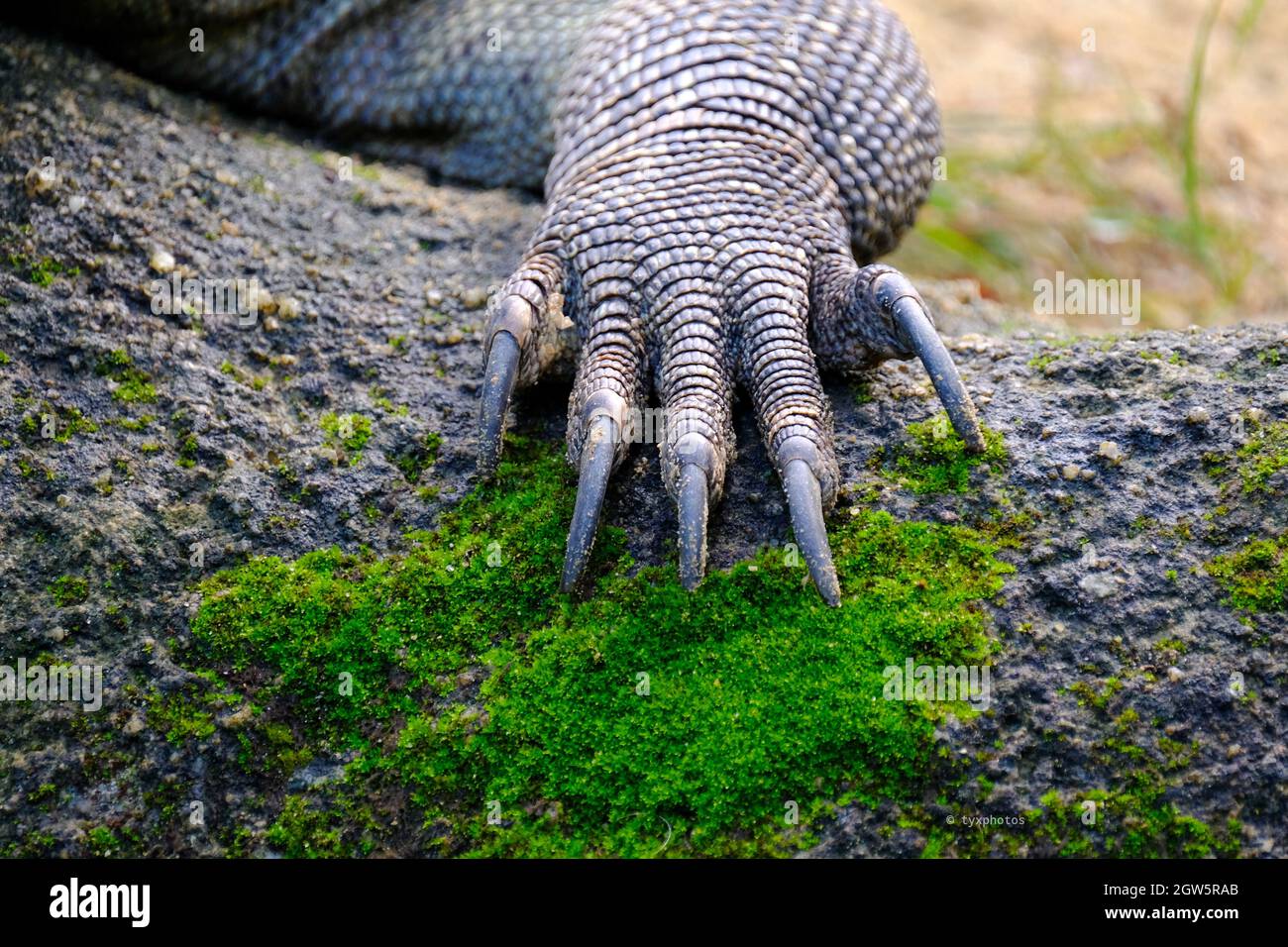 Dragon claw hi-res stock photography and images - Alamy