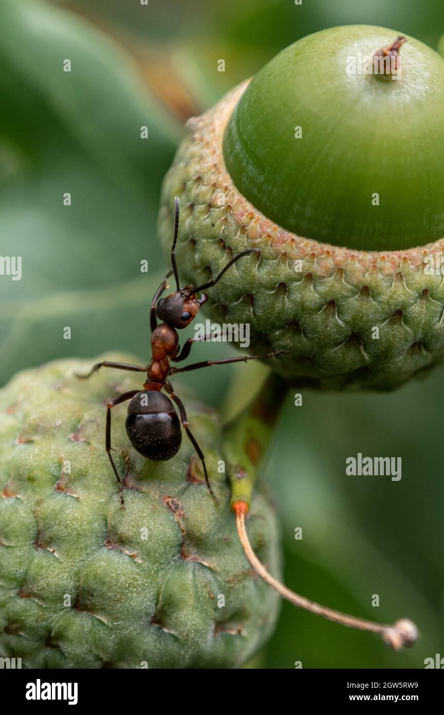 Acorn beetle hi-res stock photography and images - Alamy