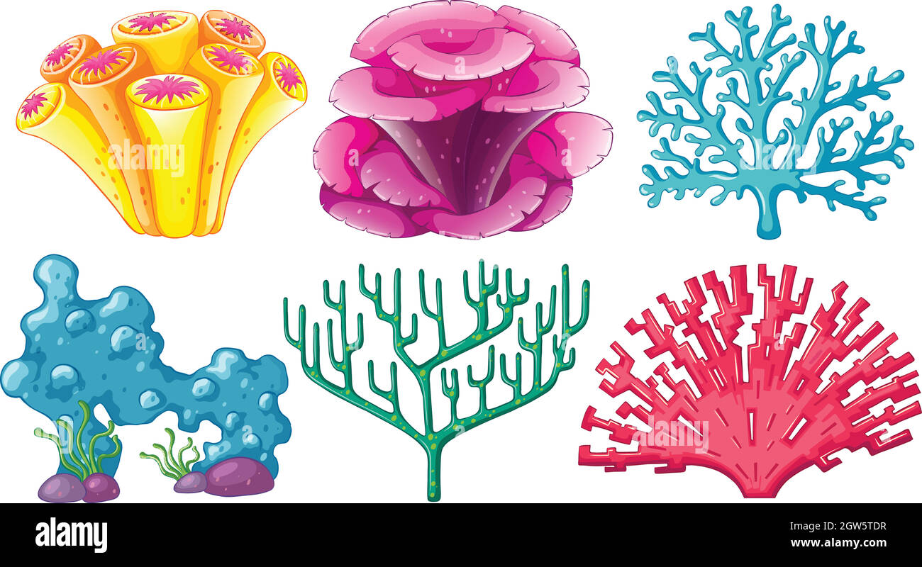Different coral type hi-res stock photography and images - Alamy
