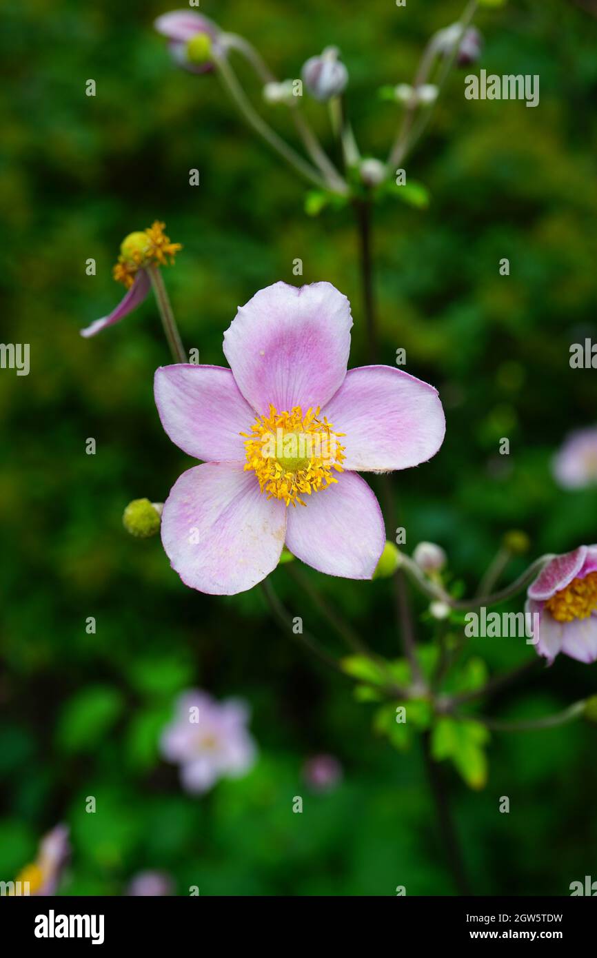 Pale pink Japanese anemone flower in bloom (Anemone hupehensis Stock ...