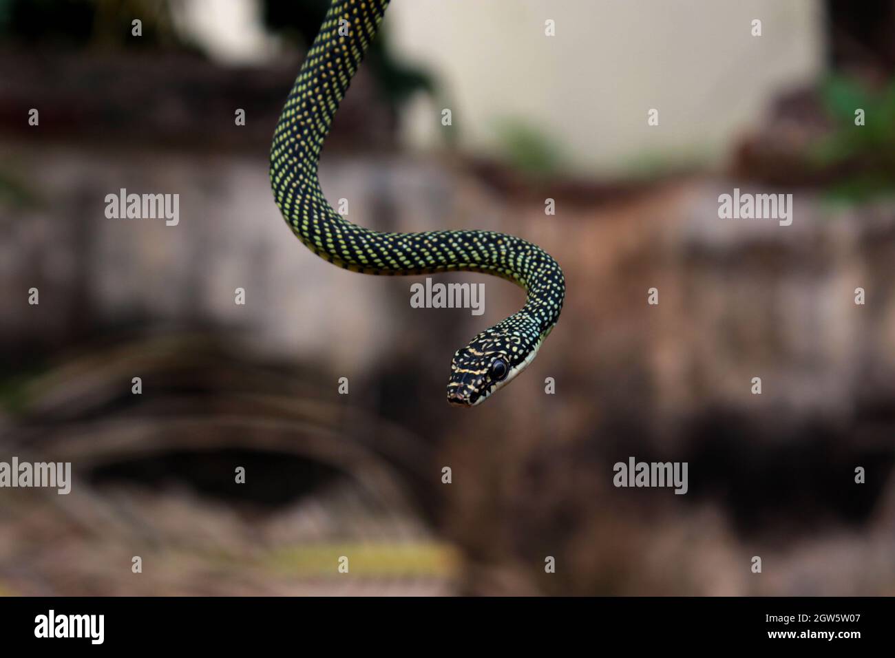 Leopard snakes hi-res stock photography and images - Alamy