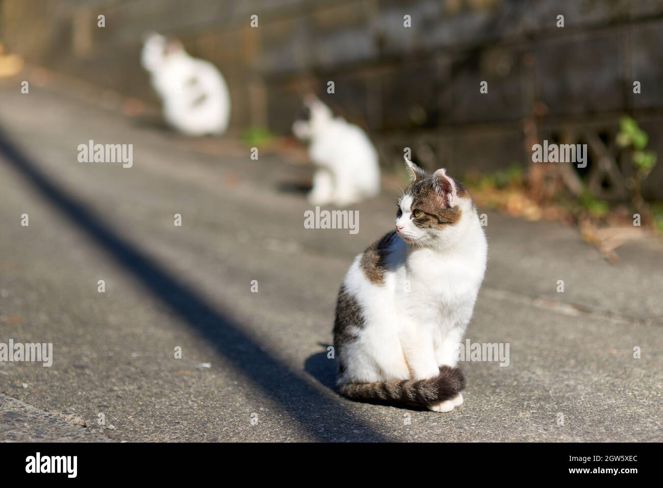 Animals looking in same direction hi-res stock photography and images ...