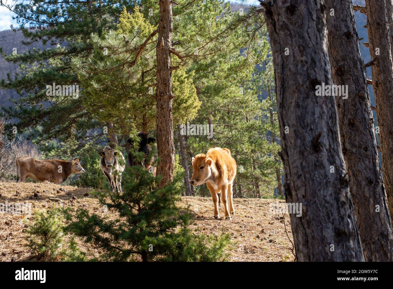 Skinny bull hi-res stock photography and images - Alamy
