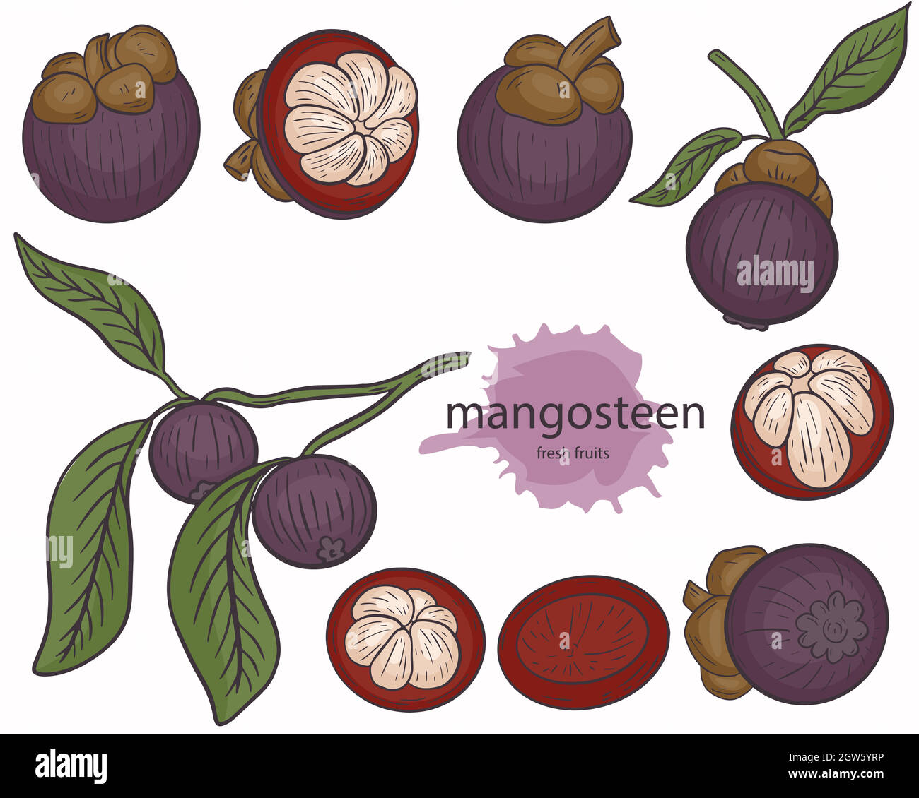 Mangosteen exotic fruit vector Stock Vector Images - Alamy