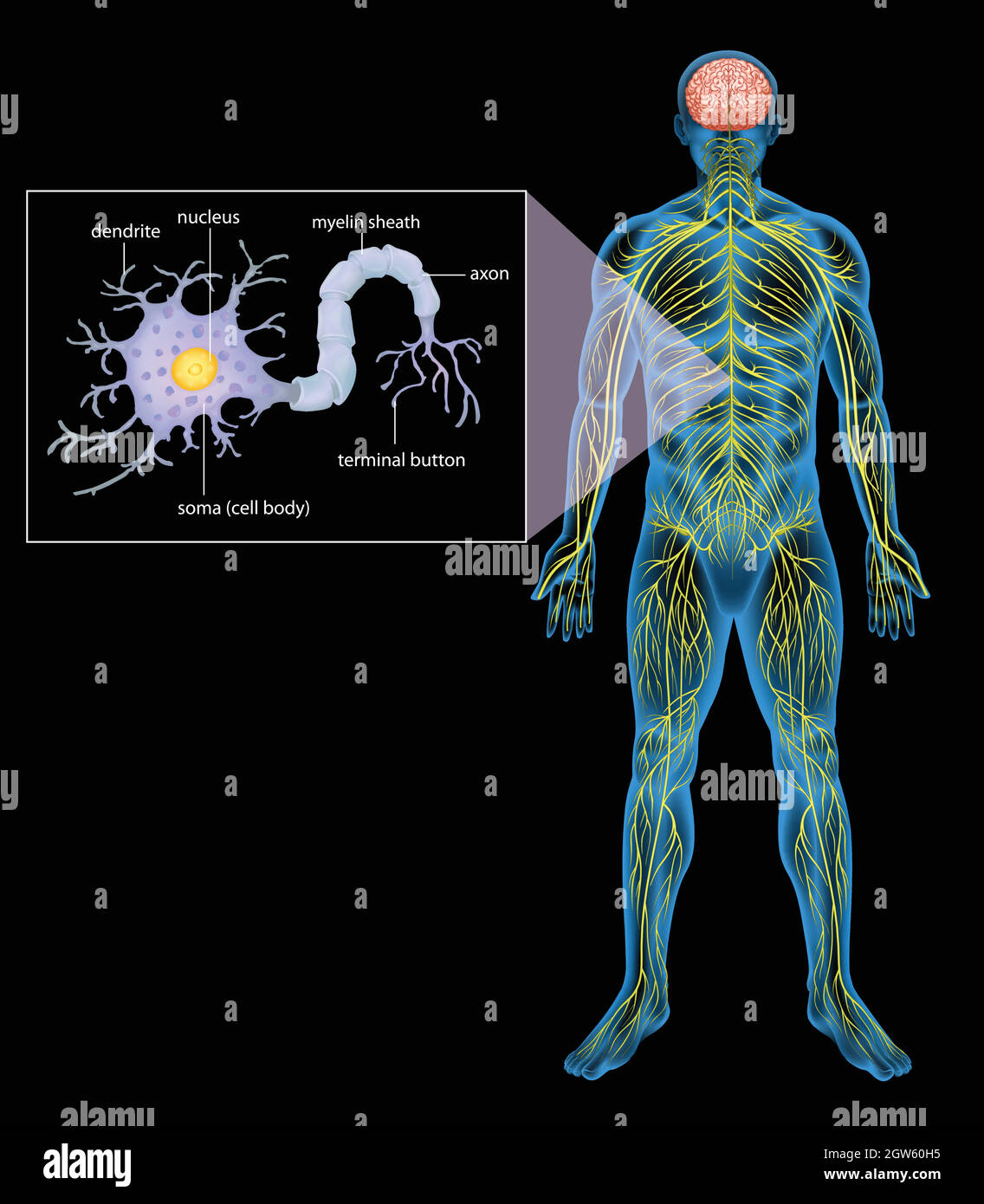 Human nervous system Stock Vector Image & Art - Alamy