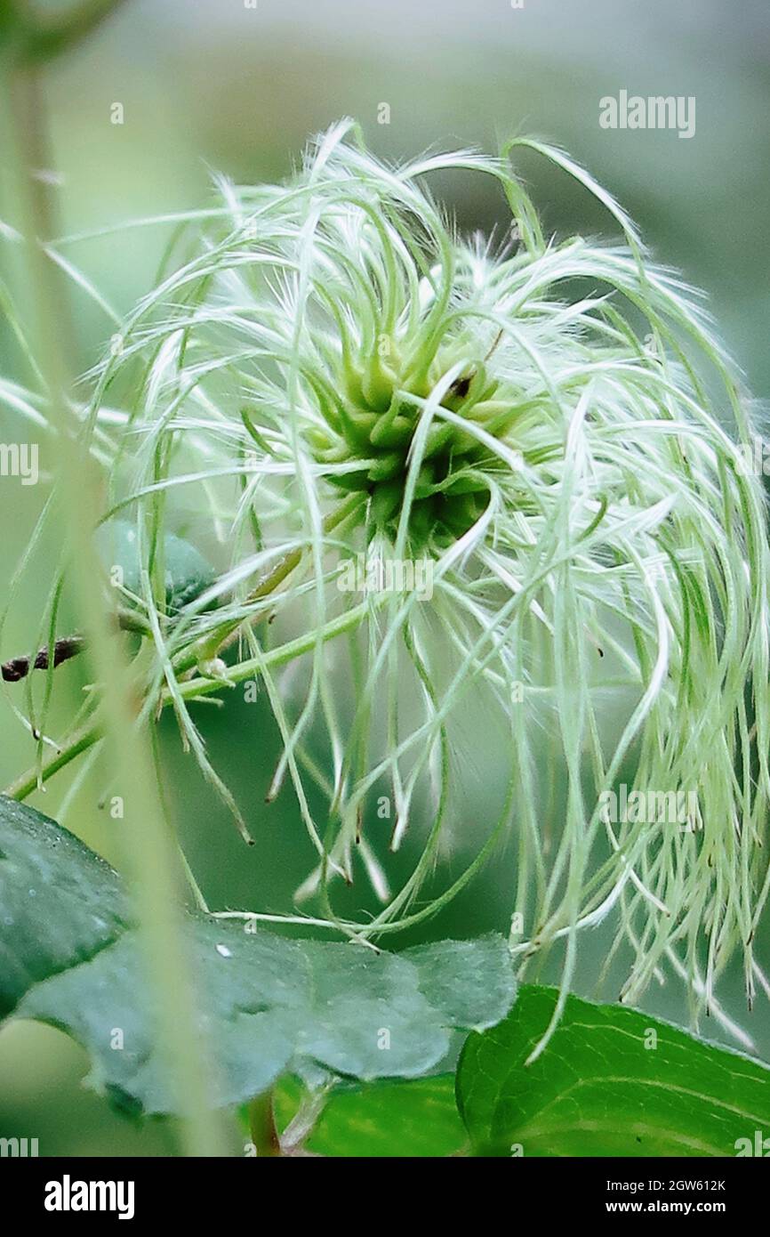 Fuzzy plant hi-res stock photography and images - Alamy