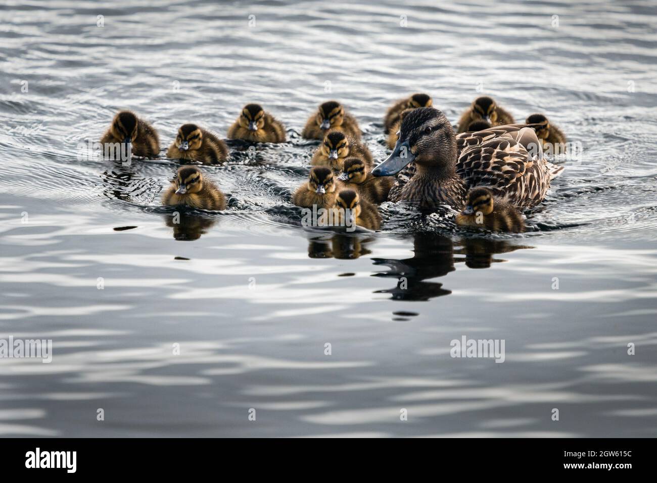 Duck mother leading her ducklings swimming in the water Stock Photo - Alamy
