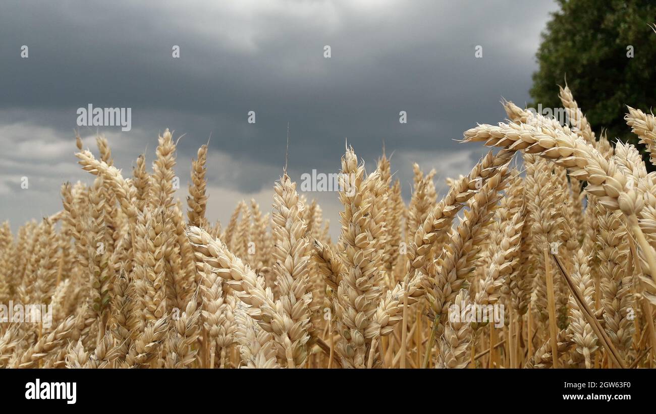 Wheatfield storm hi-res stock photography and images - Alamy