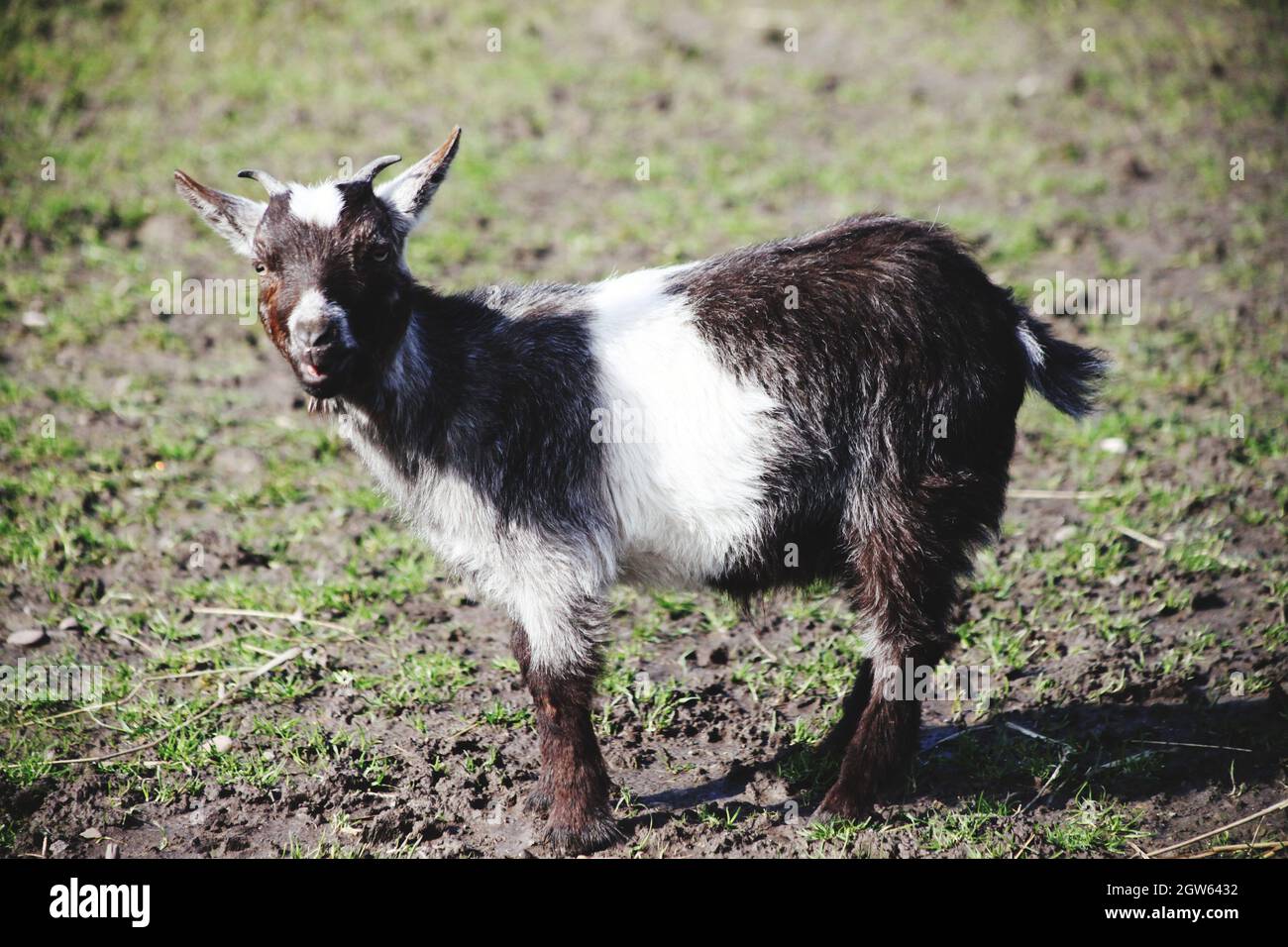 Cheeky Goat High Resolution Stock Photography and Images - Alamy