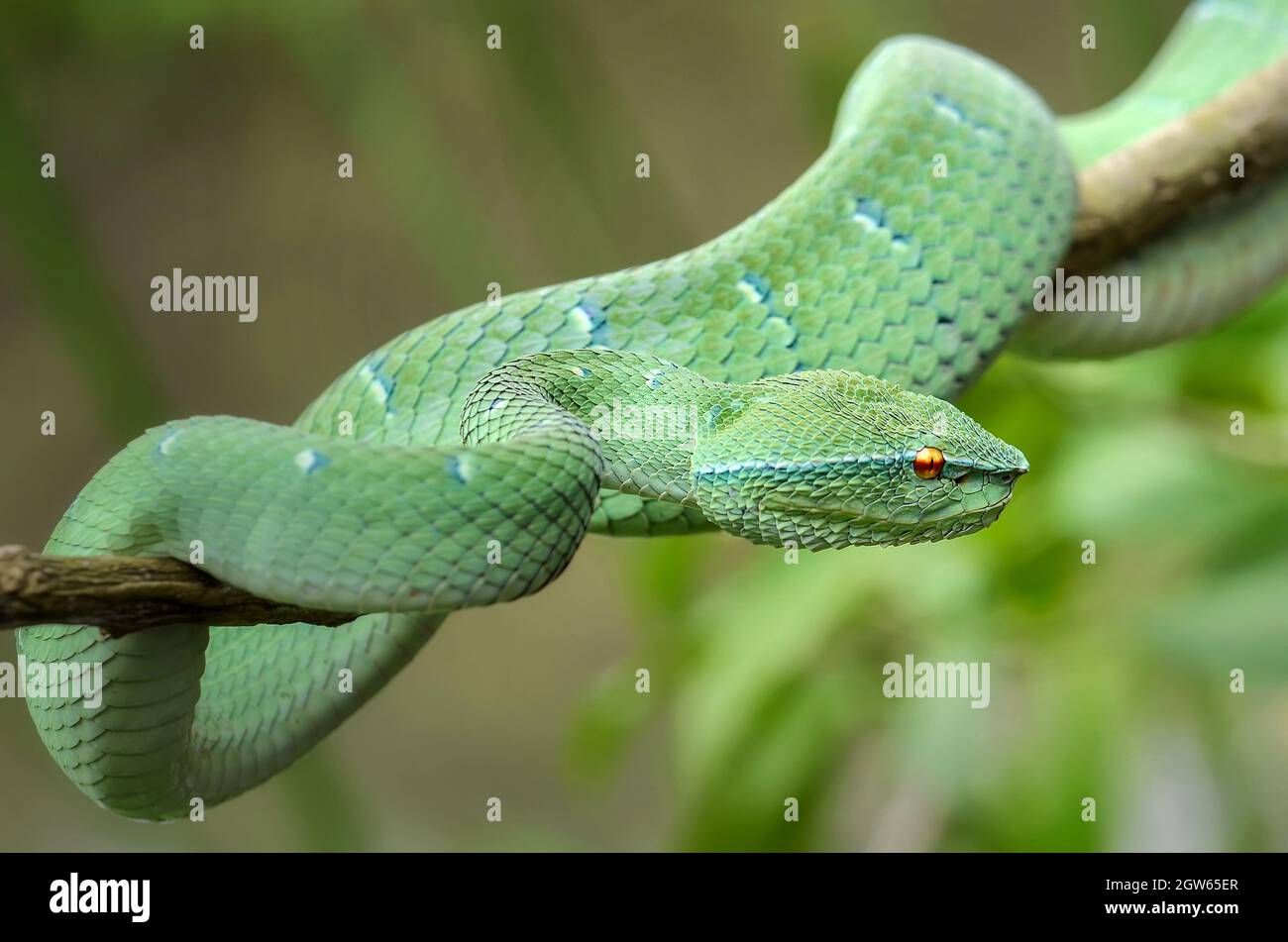 Green pit viper snake hi-res stock photography and images - Alamy
