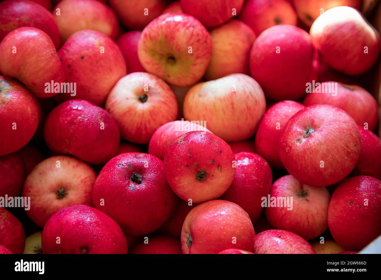 A crate of luscious red English eating apples picked from a garden in ...