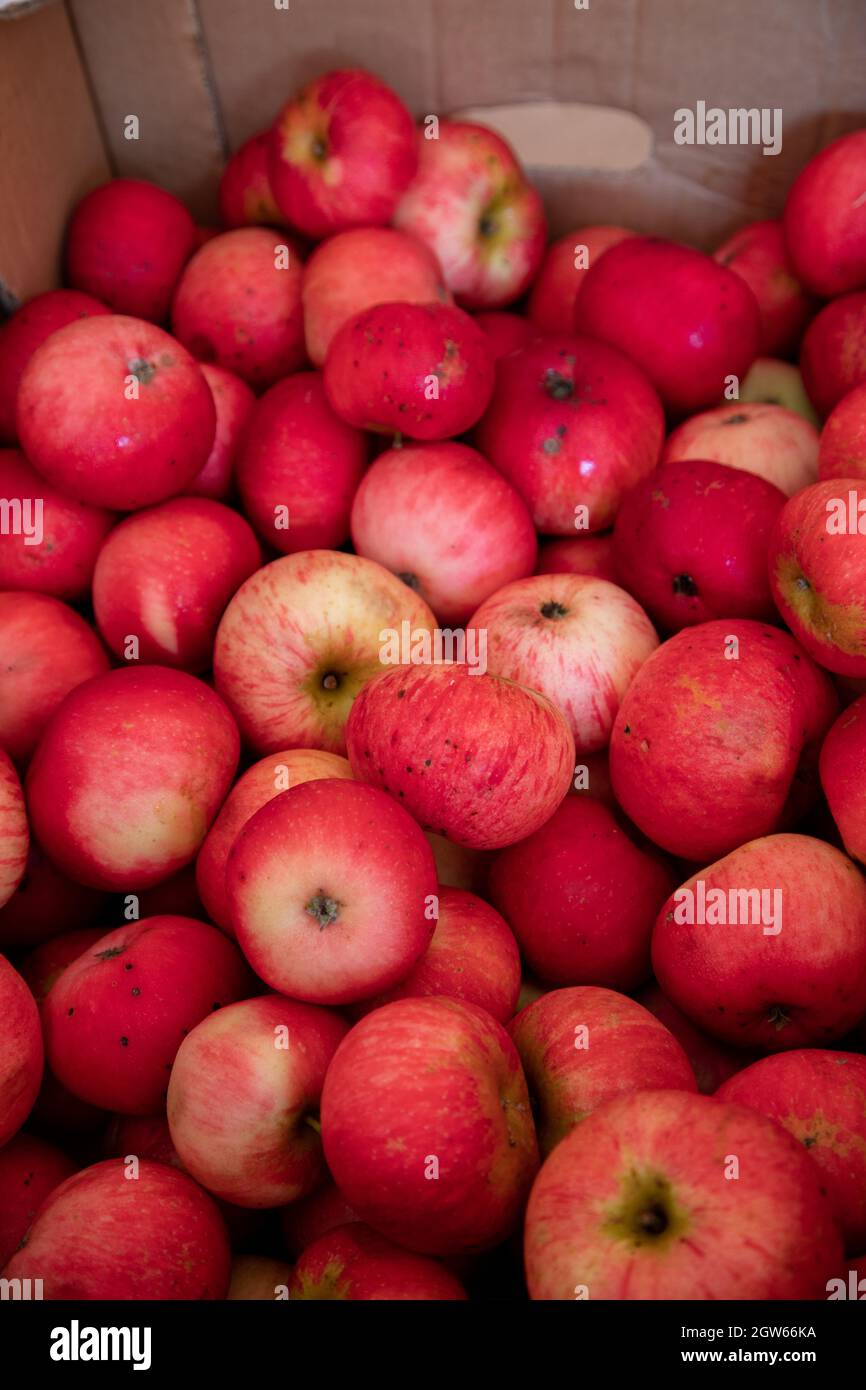 A crate of luscious red English eating apples picked from a garden in ...