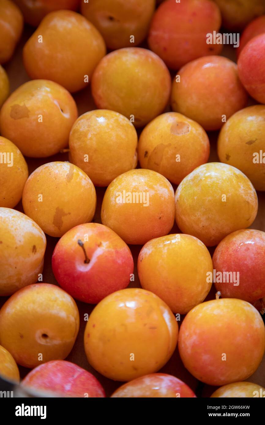 A box of fresh plums donated to a food bank Stock Photo - Alamy