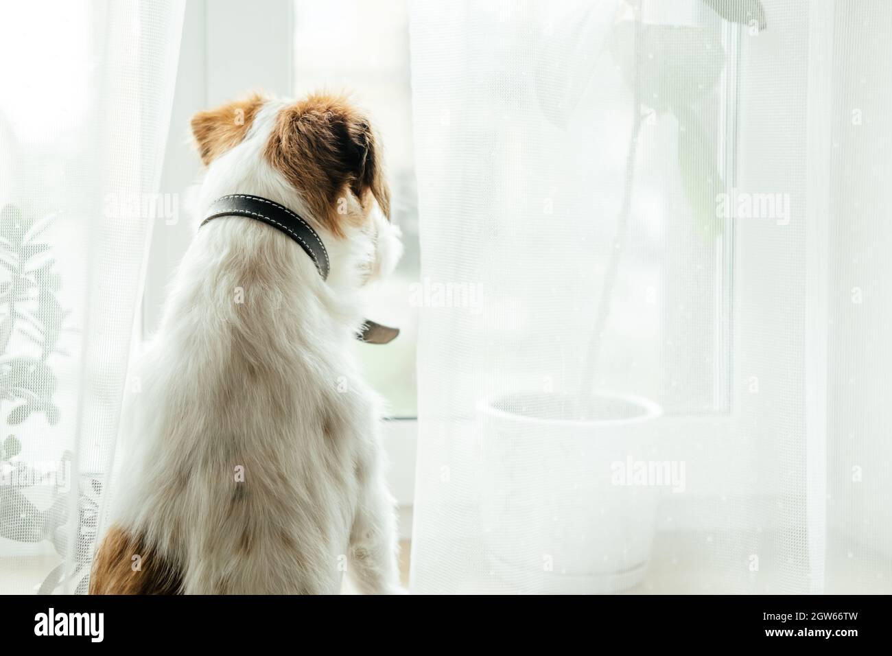 Purebred Jack Russell Terrier looking at the window Stock Photo - Alamy