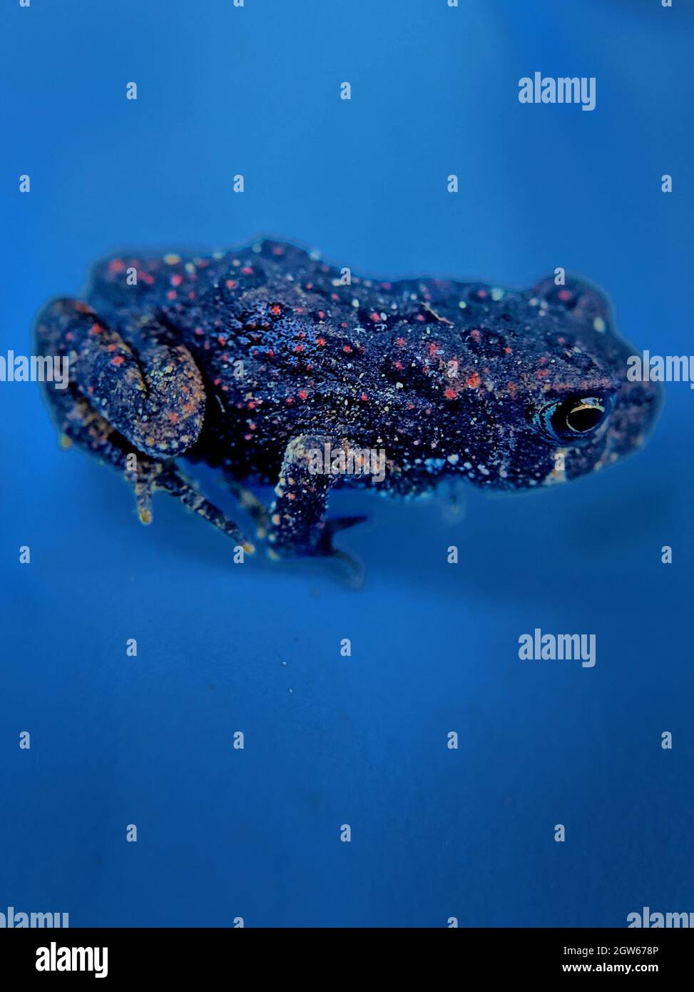Fluorescent frog hi-res stock photography and images - Alamy
