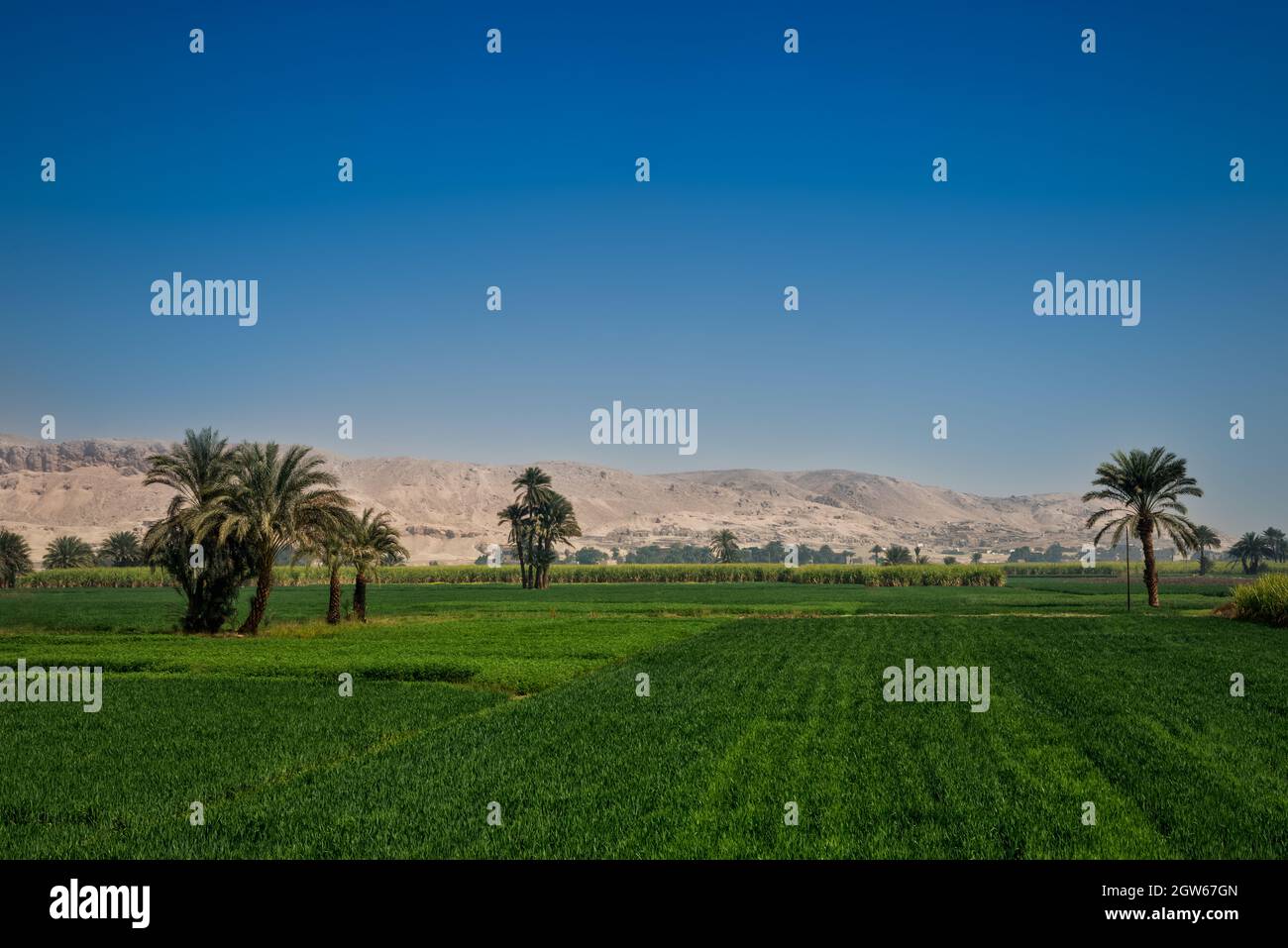 Nile river egypt plantation hi-res stock photography and images - Alamy