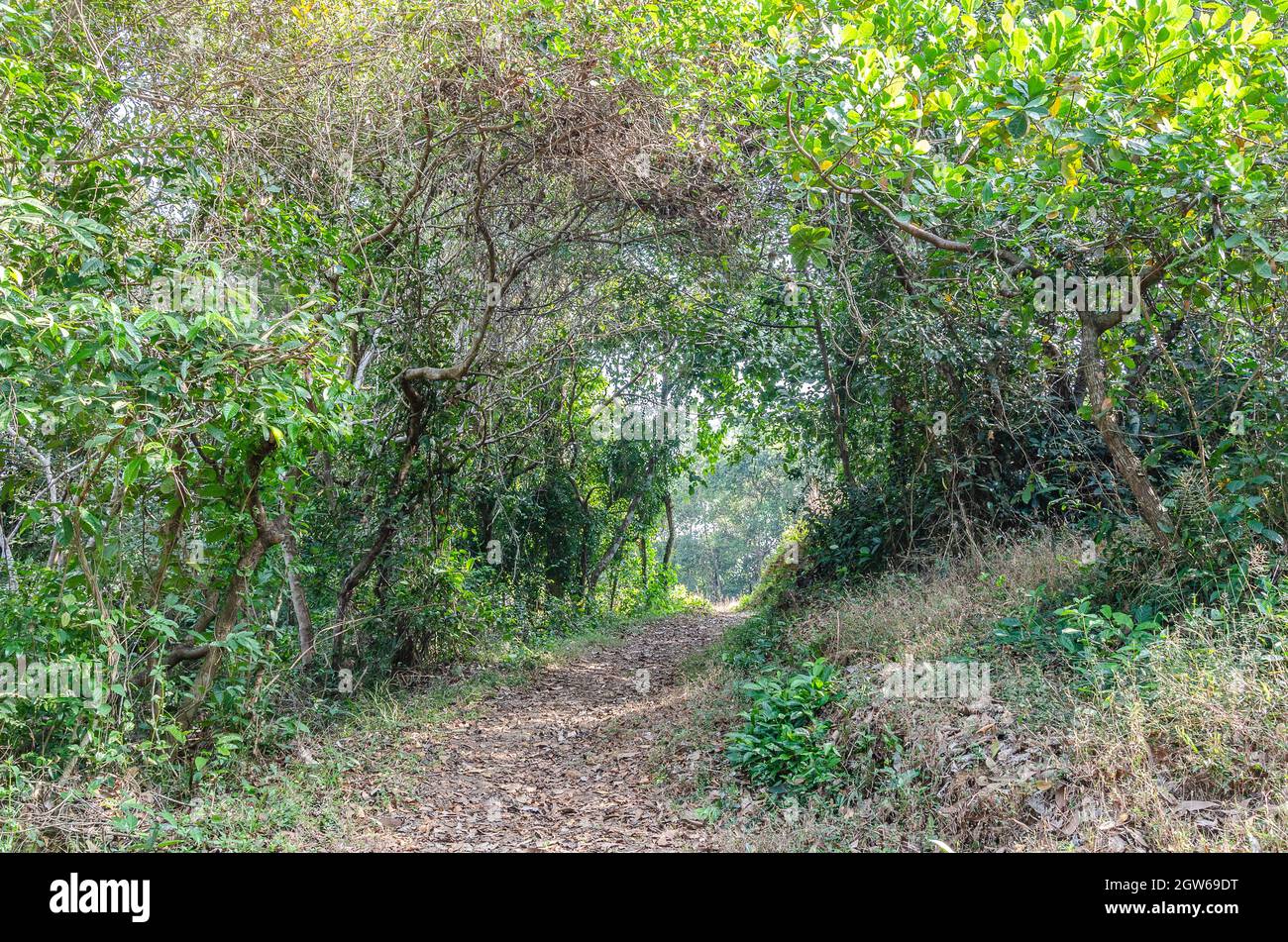 A hill pathway with dry leaves and lined with greenery Stock Photo - Alamy