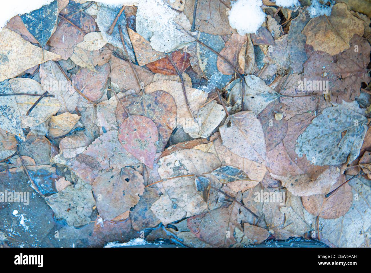 Dried leaves on the ground during fall Stock Photo - Alamy